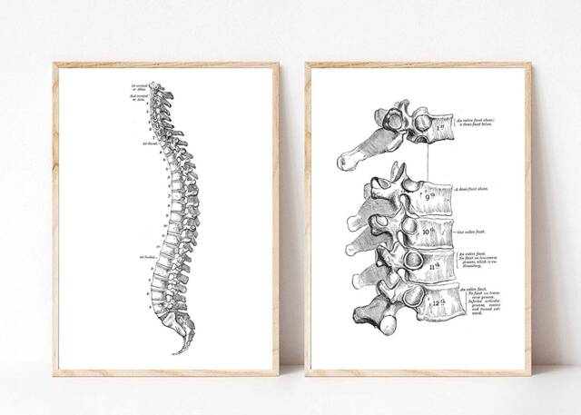 Din A4 Art Print Without Frame Set Of 2 - Spine Vertebrae Skeleton ...