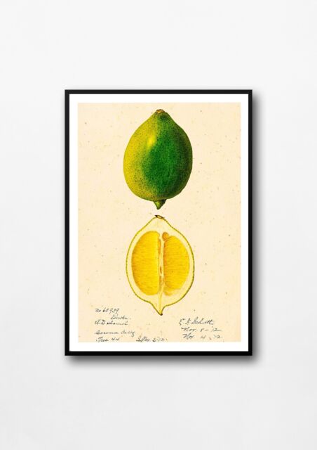Vintage Poster Lime Botanical Illustration Kitchen Print Wall Art Home ...