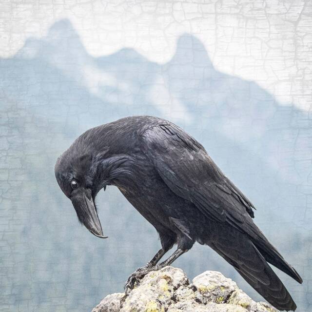 Raven & The Two Sisters - Signed Fine Art Photograph By June Hunter ...