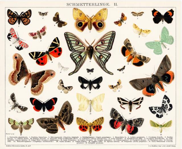 Vintage Butterfly Chart Print, Nature Print by Etsy | ufurnish.com