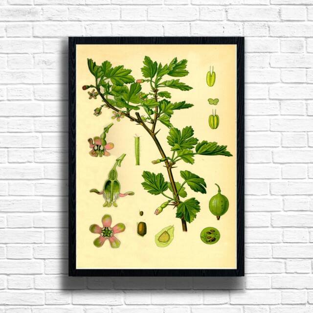Gooseberry Vintage Botanical Print Botanic Illustration Art Prints ...