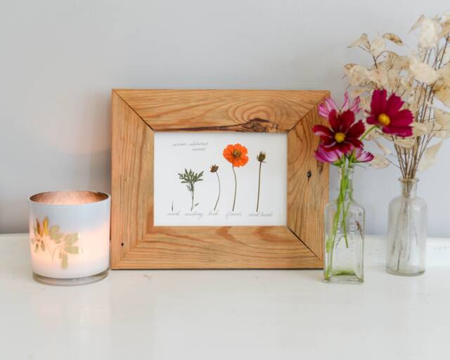 The Lifecycle Collection Orange Cosmos - Print Reproduction Artwork Of ...