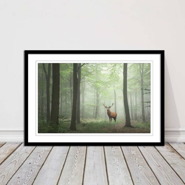stag in A Misty Forest. Framed Picture With Choice Of Frame Colours ...