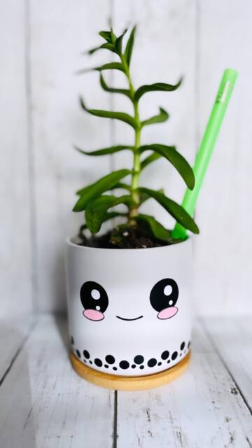 Boba Tea Plant Pot, Small Pencil Holder, Succulent/Flower Pot Planter ...