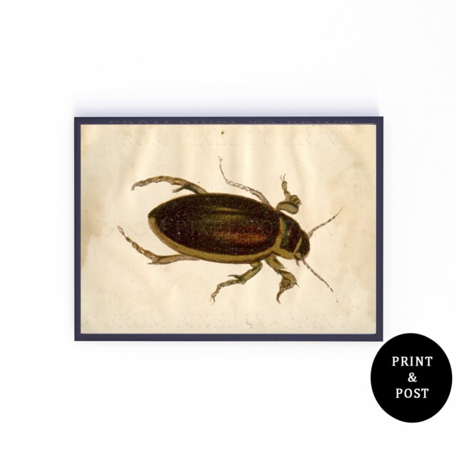 253. Vintage Beetle Insect Art Print, Entomology, Naturalist Print A3 ...