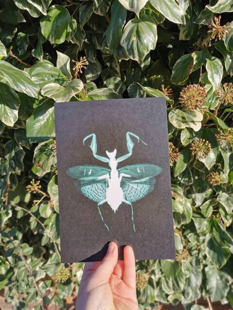 Flower Mantis Wall Art, Praying Poster, Print, Teal Prints, Insect Bug ...
