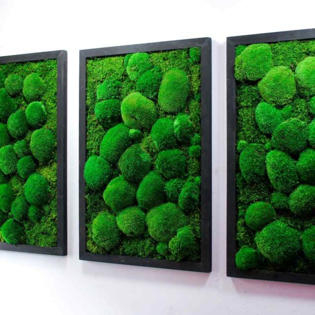 Moss Wall Art - Large Wooden Frame - Real Preserved Cushion Mosses ...