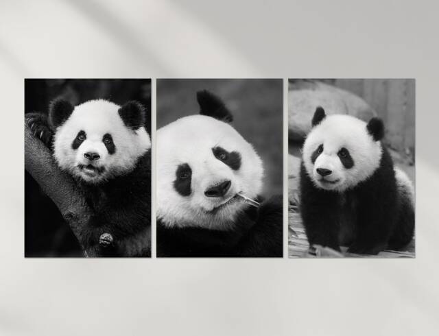 3 X Panda Posters - Animals Zoo Pandas Trio Of Prints Portrait Poster ...
