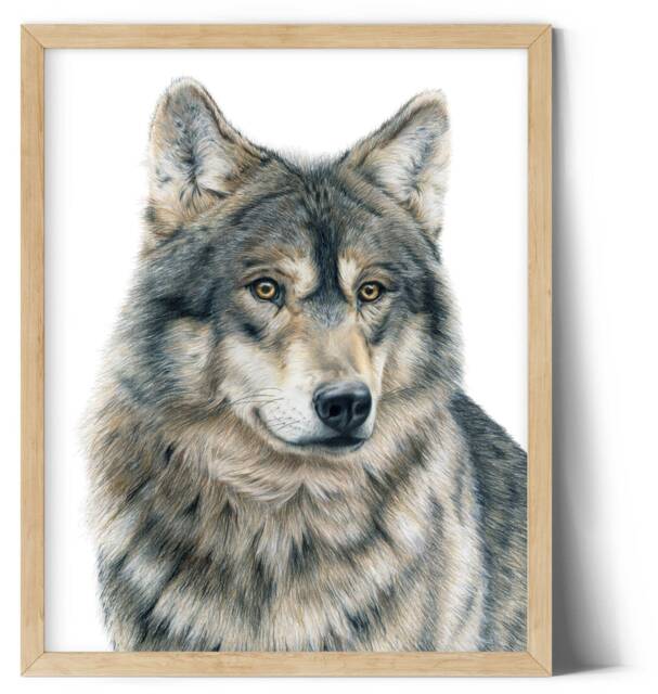 Wolf Colored Pencil Drawing Vertical Print by Etsy | ufurnish.com