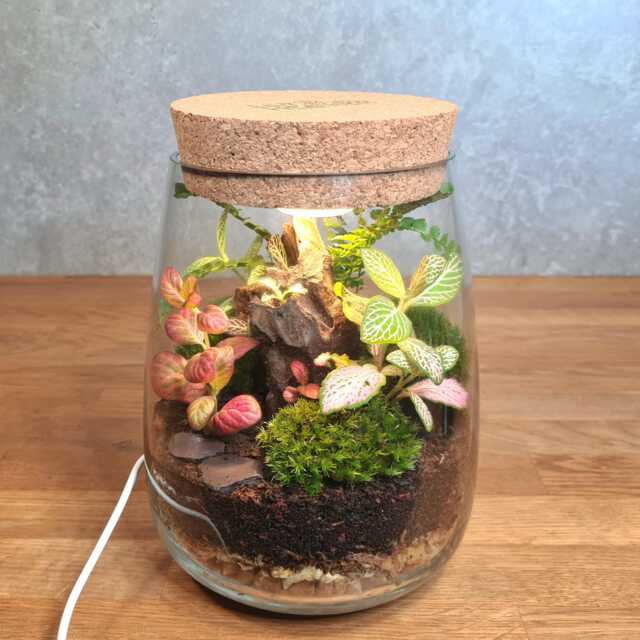 Diy Terrarium Lamp Kit With Plants - Large Complete Mains Light, Bun ...