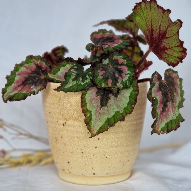 Cream Ceramic Planter, Handmade Glazed Beaker, Speckled Plant Pot ...