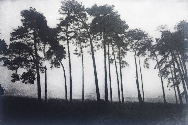 Suffolk Pines, Solar Etching, Limited Edition Etching by Etsy ...