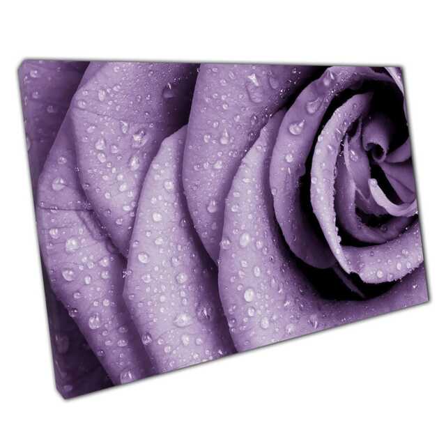Pastel Violet Rose Canvas Wall Art Print With Water Droplets For Home ...