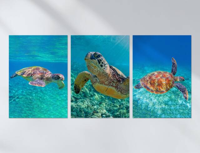 3 X Turtle Posters - Sea Creature Animal Trio Of Prints Portrait Poster ...