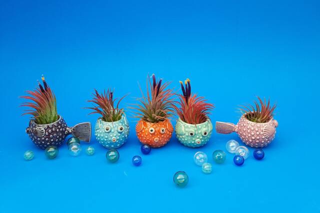 Mini Puffer Fish, Table Top Air Planter, Bring The Beach Home by Etsy ...