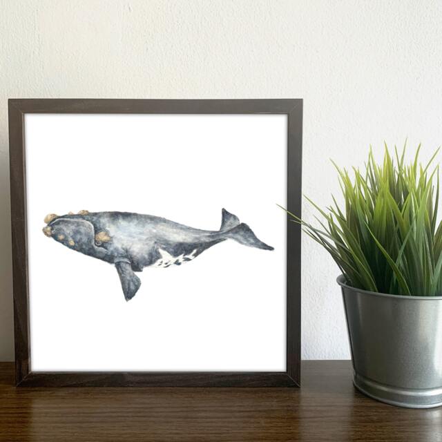 Right Whale Print, Ocean Animal Art, Sea Life Art by Etsy | ufurnish.com