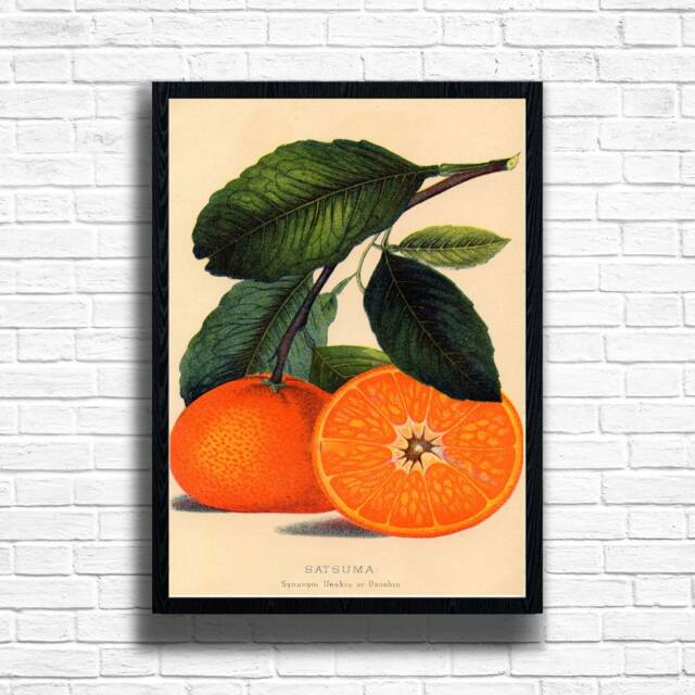 Vintage Satsuma Orange Botanical Print Kitchen Wall Art by Etsy ...