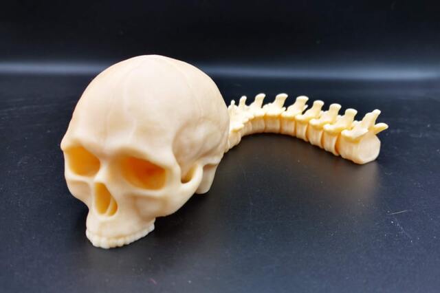 Predator Spine Trophy With Human Skull - Gothic Halloween Decor by Etsy ...