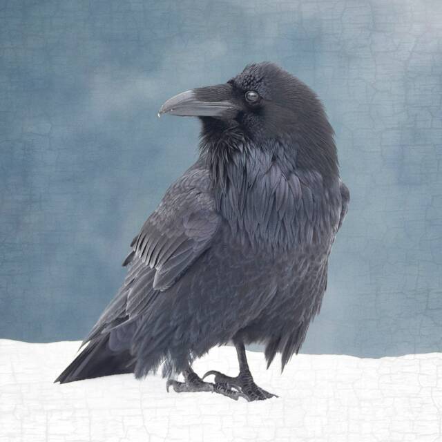 Raven in A Blue Note - Signed Fine Art Photograph By June Hunter ...