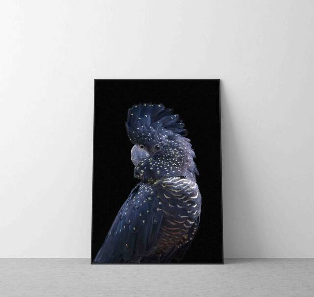 Blue Cockatoo Print Poster Modern Timeless Cute Animal Bird Of Jungle ...