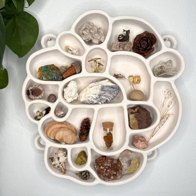 Curiosity Shelf in White - Trinket Display, Nature Shelf, Wall Display ...