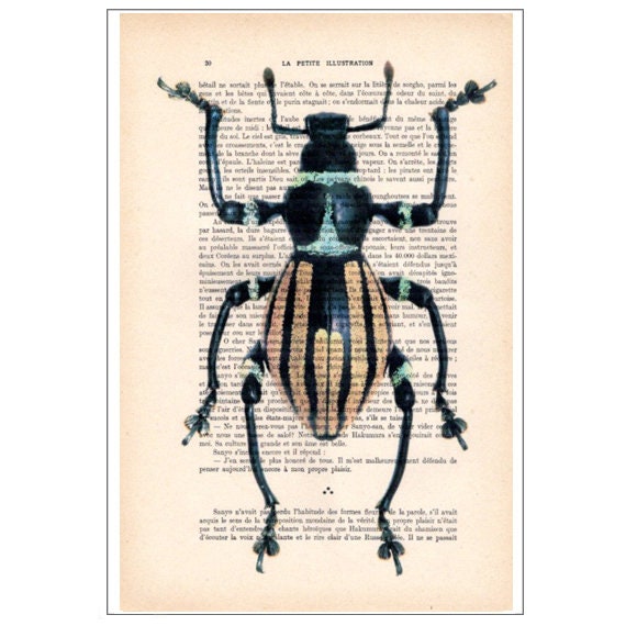 Beetle 10, Insect, Insect Art, Nature Deco, Beetle Print, Vintage ...