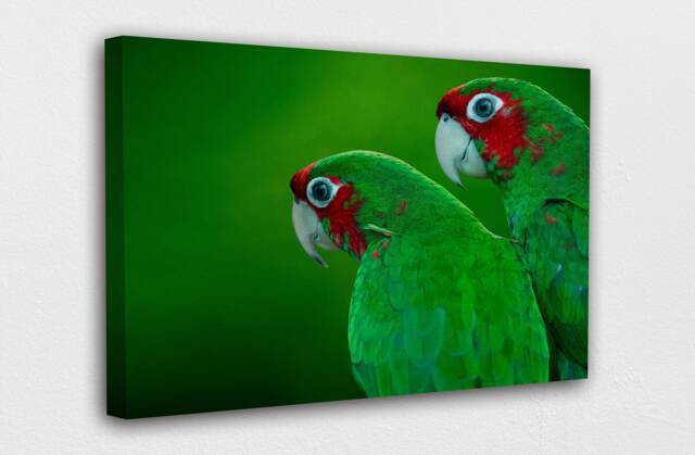 Green Cheeked Red Headed Parrot Canvas Wall Art Design - Poster Print ...