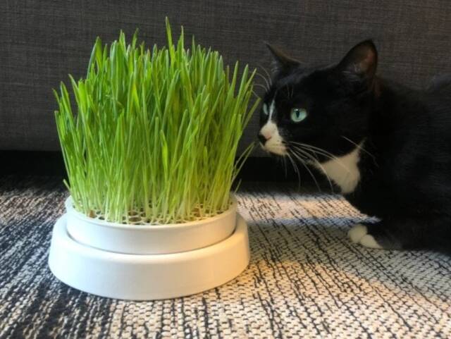 Cat Grass Planter - Seeds/Soil/Fertilizer Included Everything You Need ...