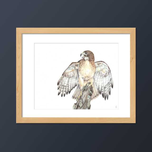 Red-Tailed Hawk Art Print by Etsy | ufurnish.com