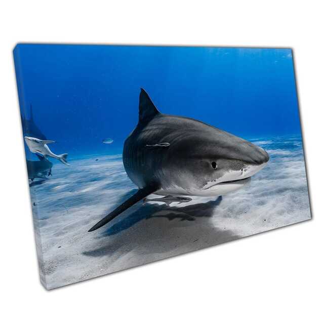 Large Grey Tiger Shark Canvas Wall Art Print For Home Office Decor by ...
