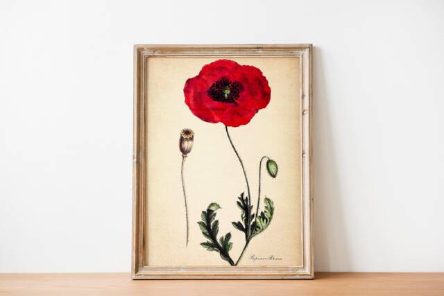 Vintage Print Poppy Poster Poppies Papaver Wall Decoration Floral ...