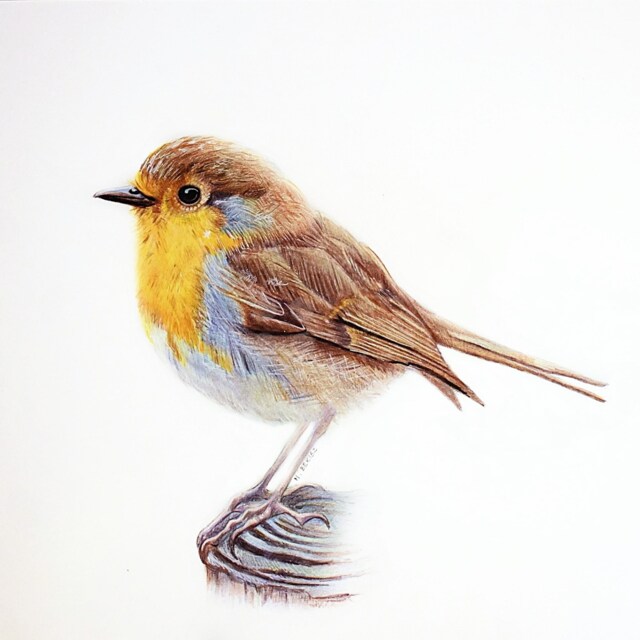 Robin Print Art Of The Original Drawing With Colored Pencils by Etsy ...