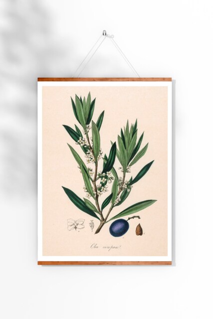 Vintage Print Olive Poster Botanical Illustration Plant Olive Tree Wall ...