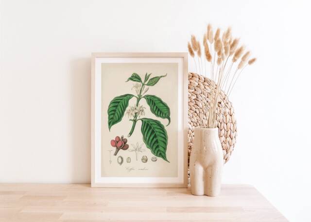 Vintage Coffee Poster/Print Botanical Illustration Boho Decor House ...