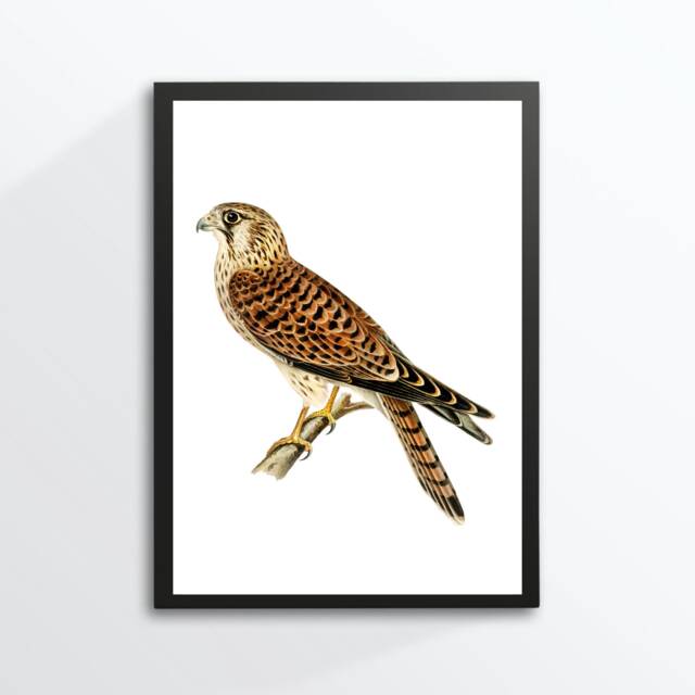 Din A4 Art Print Without Frame - Falcon Kestrel Bird Nature Picture Print Poster by Etsy ...