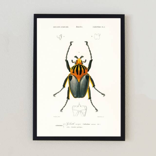 Vintage Beetle Entomology Insect Poster Gothic Illustration Antique ...