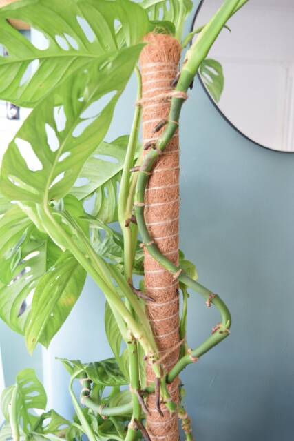 80cm Slim Moss Pole Coco Coir Aerial Root Plant Support For Monstera ...