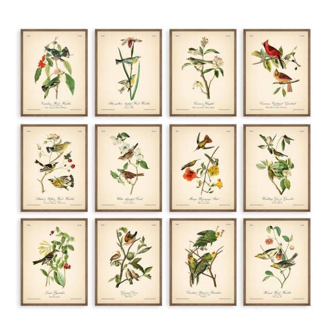 Audubon's Birds Prints Set Of 12 Parrot Flower Nature Wall Art ...