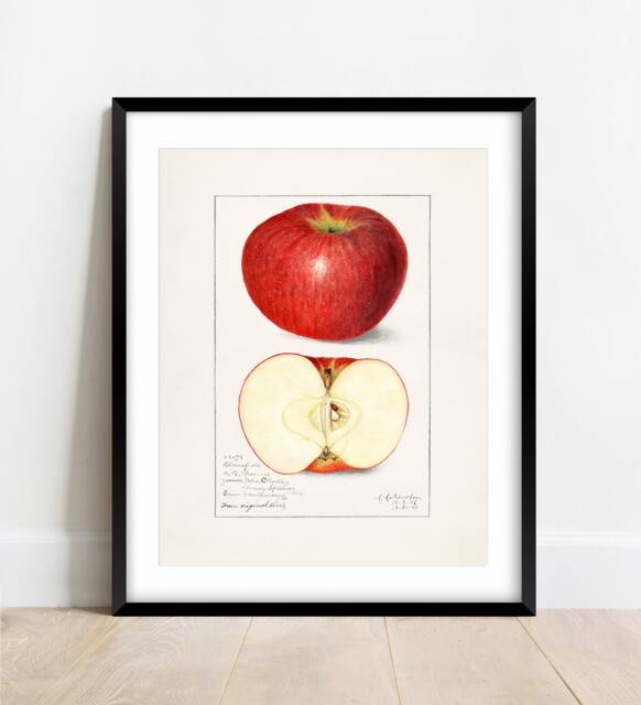 Vintage Apple Botanical Print A.a. Newton, Kitchen Wall Art by Etsy ...