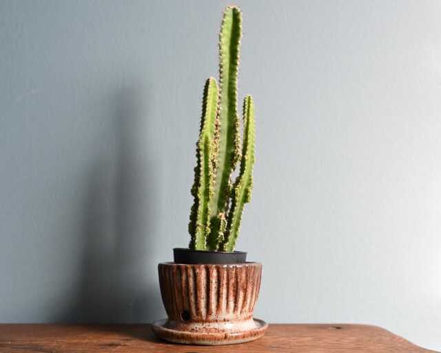 Mini Planter, 2.25 Inches Tall, Brown/Blue Shino Planter With Attached ...