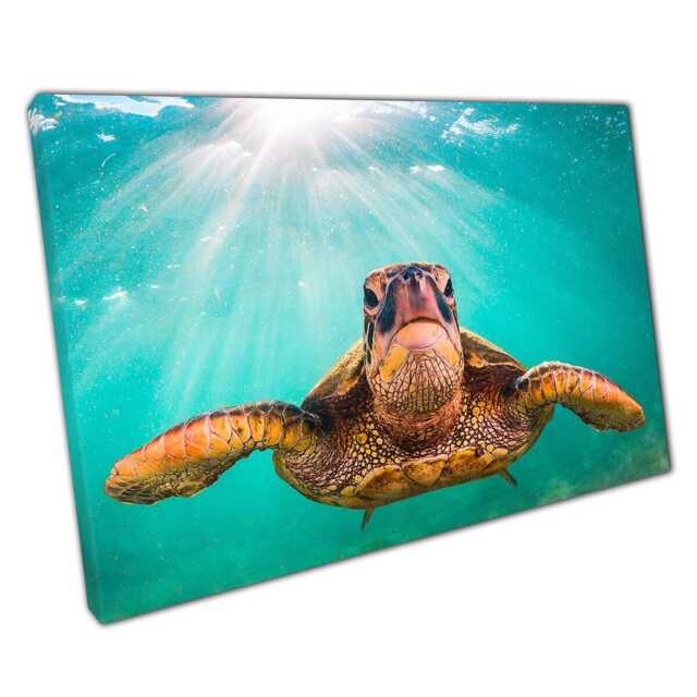 Hawaiian Green Sea Turtle Wall Art - Pacific Ocean Canvas Decor For ...