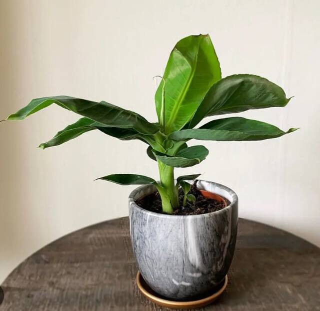 Banana Plant Musa Tropicana Houseplant Evergreen Dwarf Tree in 12 cm ...