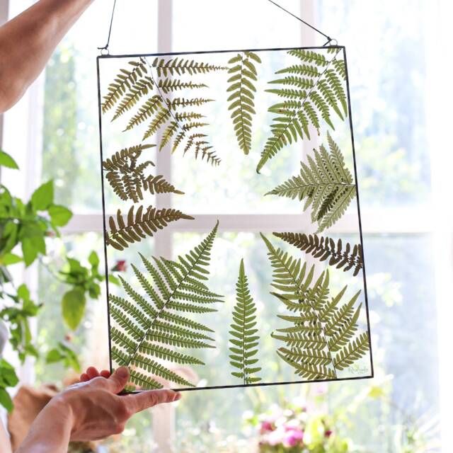 Dried Fern Plant in Stained Glass Frame, Pressed Fern Leaves Wall ...