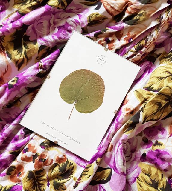 Dried Leaf Herbarium Judean Tree N60 by Etsy | ufurnish.com