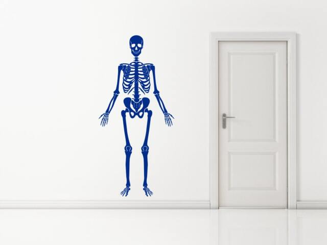 Medical Style Skeleton, Human Bones, Can Be Posed in Different ...