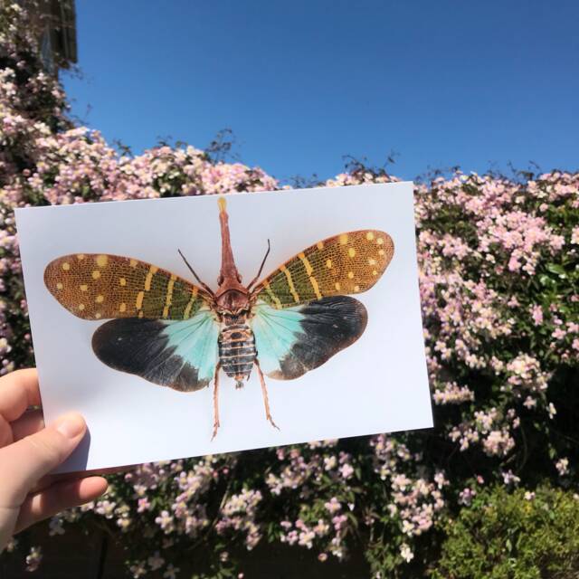 Lantern Fly Print, Nature Wall Art, Insect Poster, Entomology Taxidermy ...