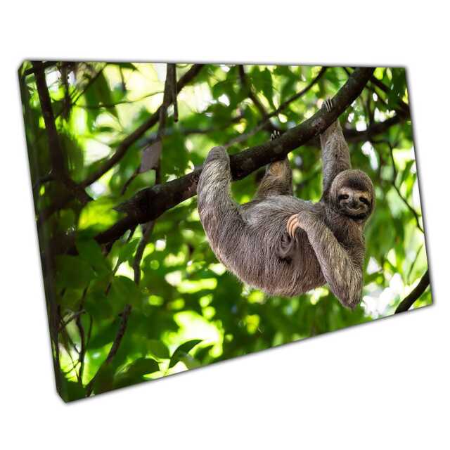 Whimsical Sloth Canvas Print - Tropical Jungle Animal Wall Art For Home ...