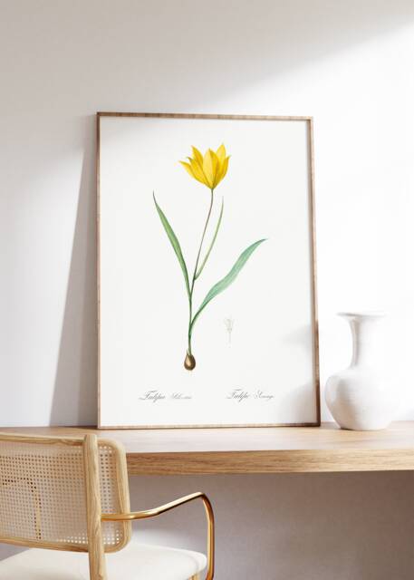Vintage Wild Tulip Print, Minimalist Botanical Poster, Farmhouse Decor ...