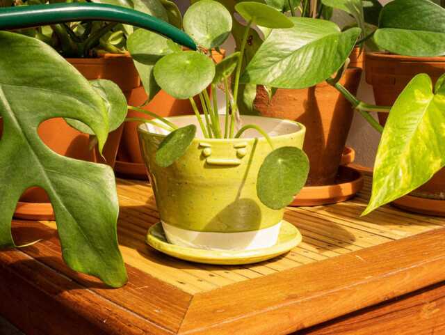 Moody Buddy Planter - Grumpy Face Ceramic Plant Pot With Saucer Cute ...