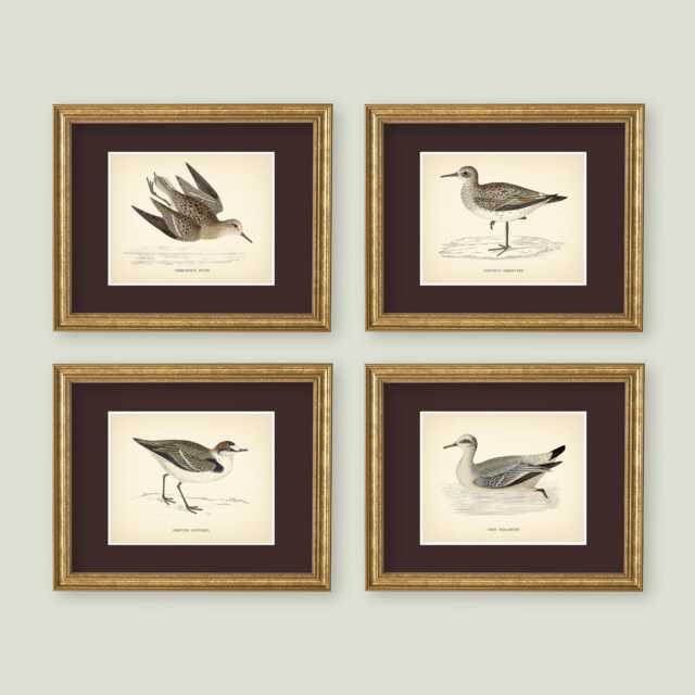 British Birds Prints Set Of 4 Vintage Style Prints Botanical Poster ...